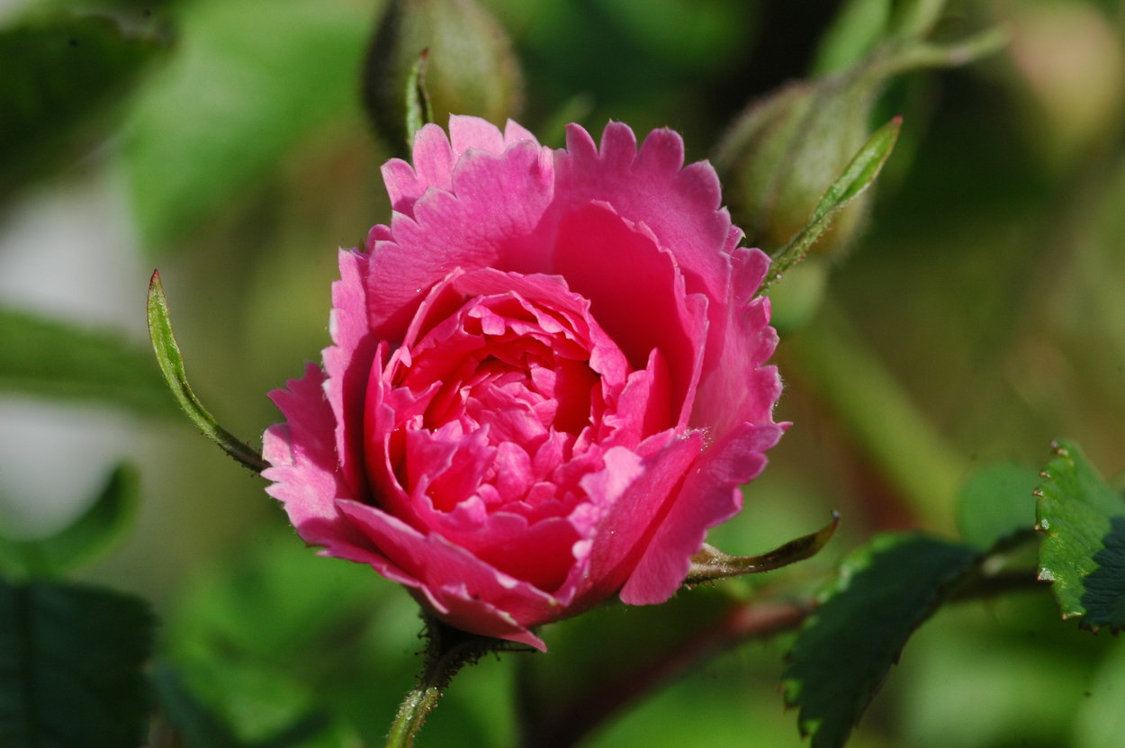 Rosier Pink Grootendorst (Rosa rugosa) - achat et vente de rosiers en ligne