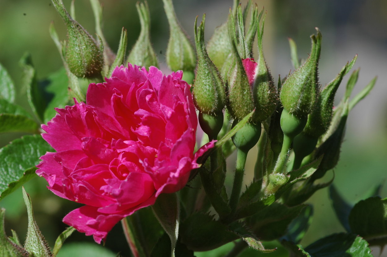 Rosier Pink Grootendorst (Rosa rugosa) - achat et vente de rosiers en ligne