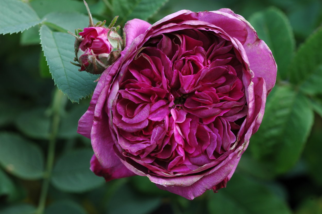 Rosier Robert le Diable (Rose gallique) - achat et vente de rosiers en ...