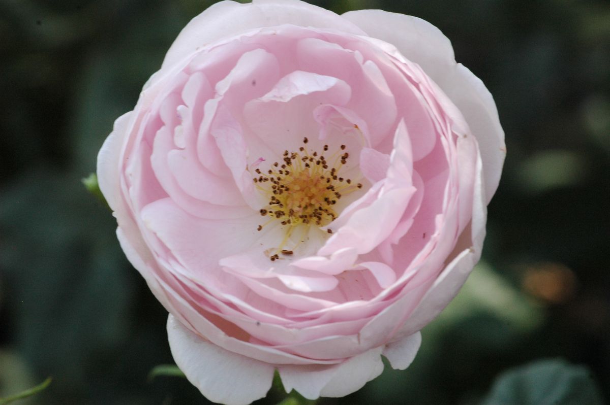 Rosier Scepter'd Isle ® (Roses anglaises) - achat et vente de rosiers ...