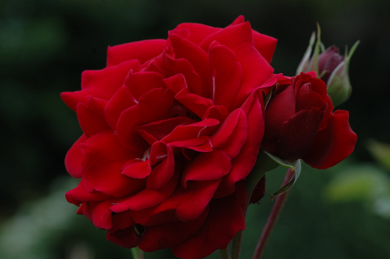 Rosier That's Jazz ('Naheglut') ® (Rosiers grimpants modernes) - achat ...