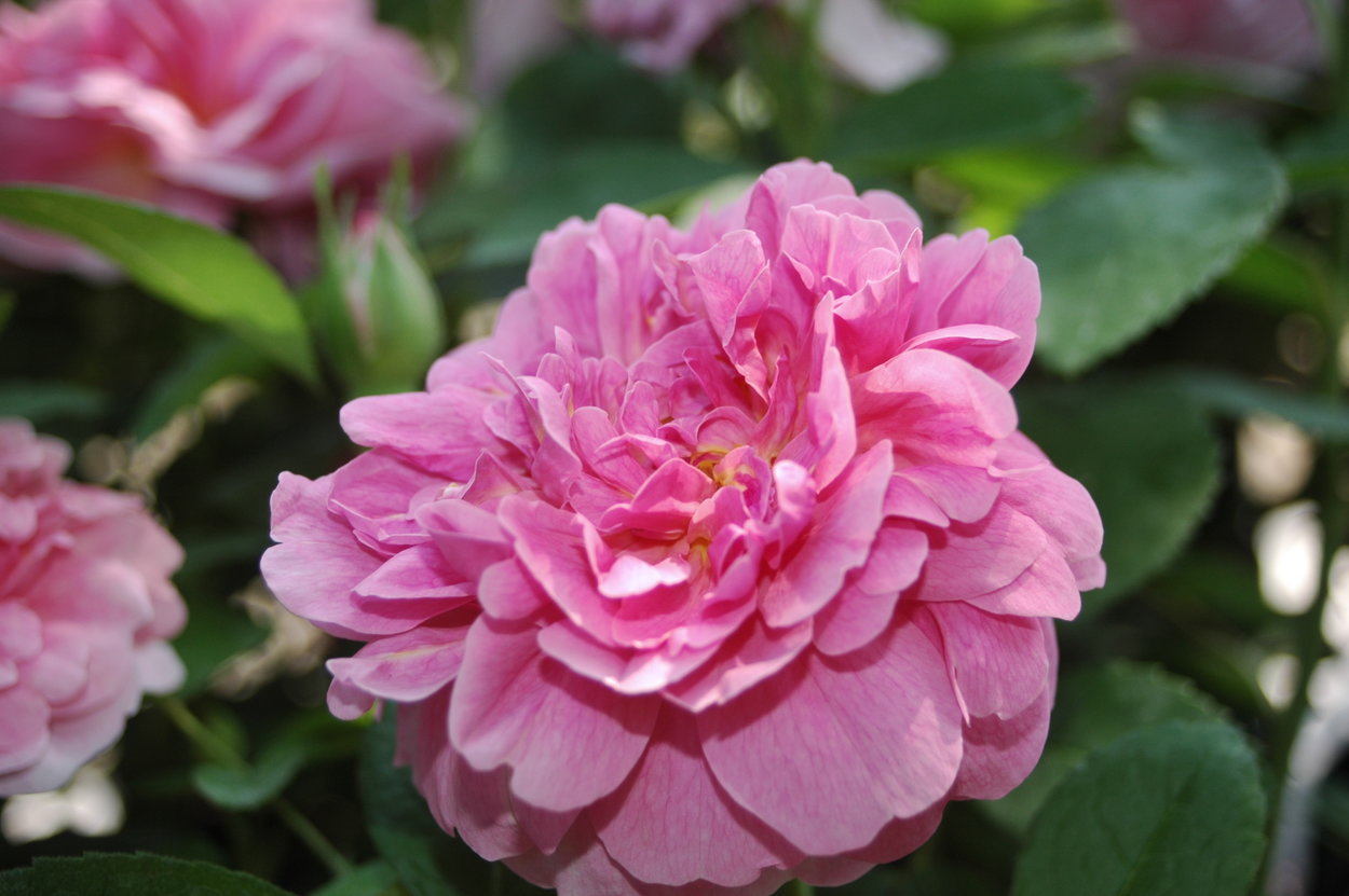 Rosier The Countryman ® (Roses anglaises) - achat et vente de rosiers ...