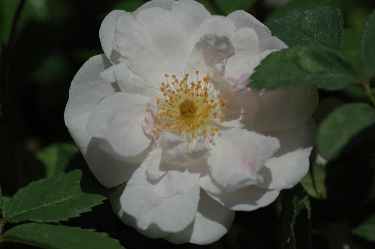 Rosier Venusta Pendula (Rosiers Lianes) - achat et vente de rosiers en ...