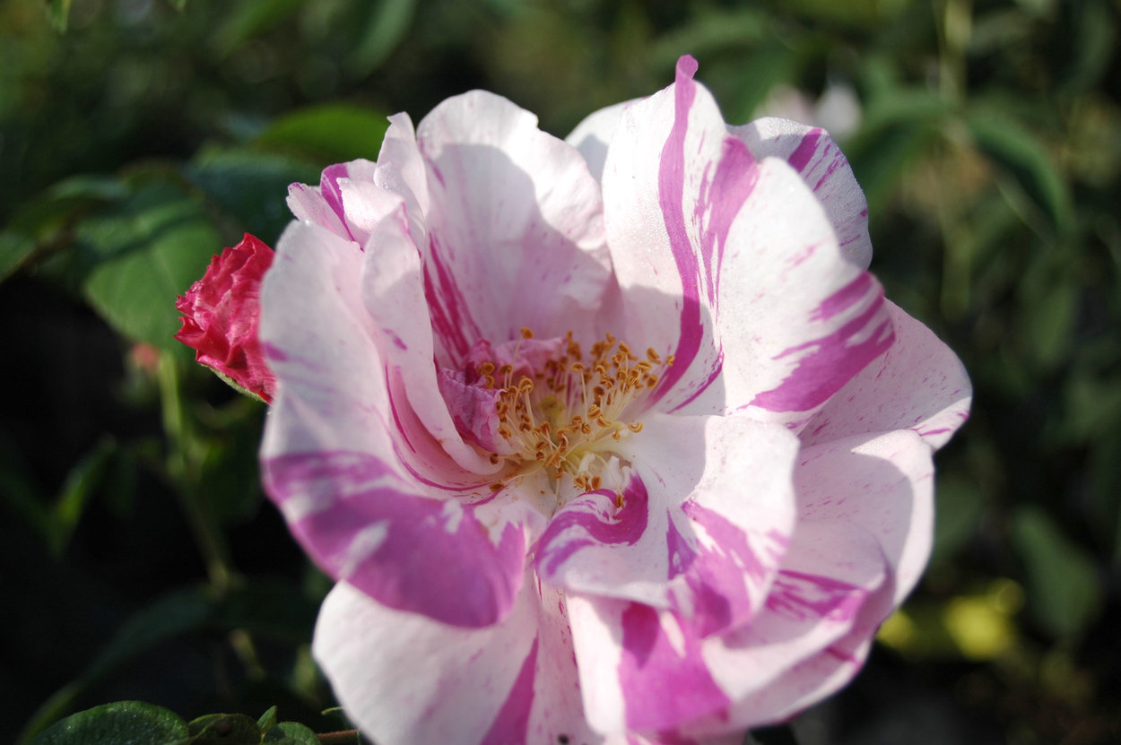Versicolor | Rose, mehrfarbig, ca. 120cm (Ca. 16. Jahrhundert) | Rosa ...