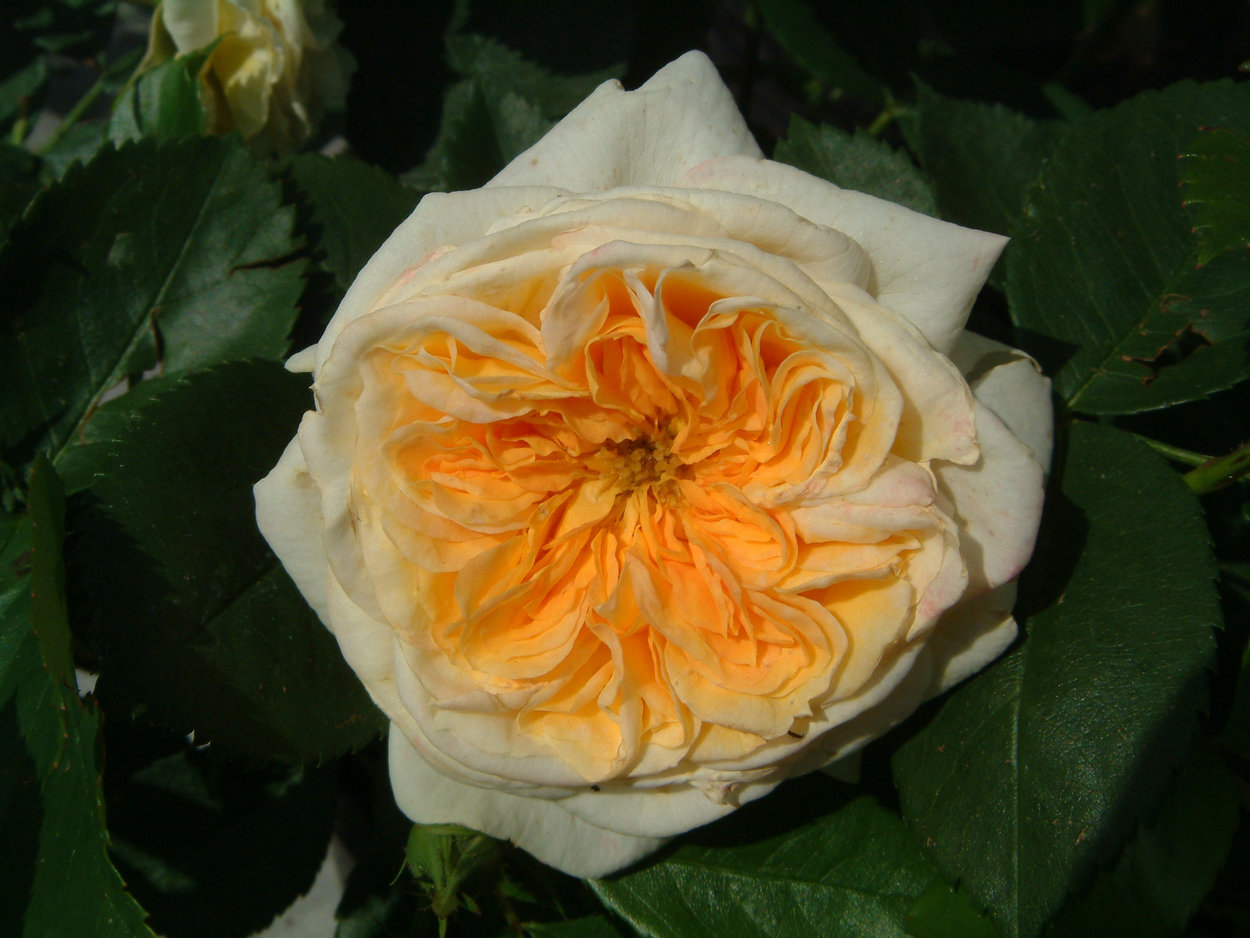 Rosier Yellow Button ® (Roses anglaises) - achat et vente de rosiers en ...
