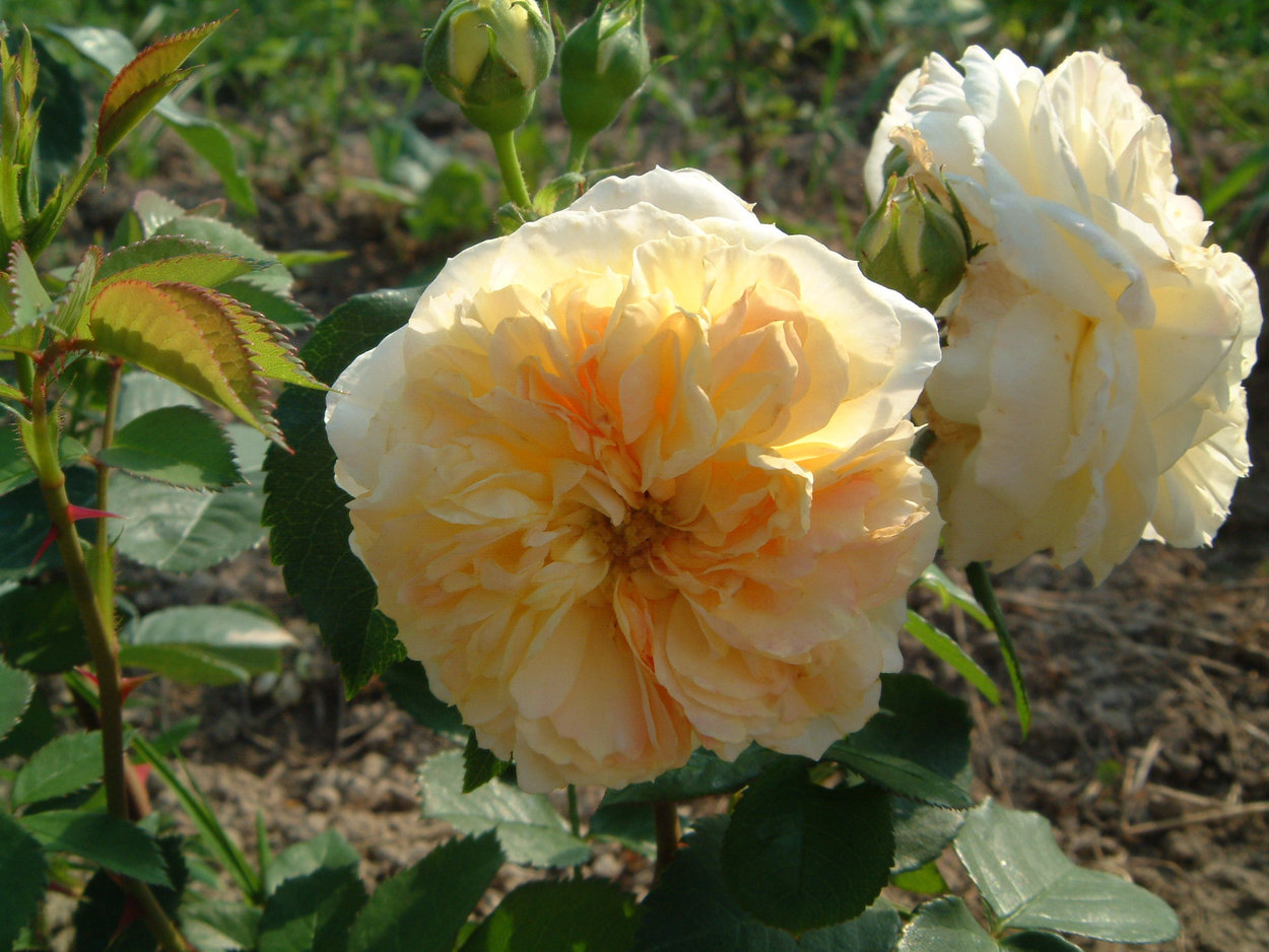 Rosier Yellow Button ® (Roses anglaises) - achat et vente de rosiers en ...