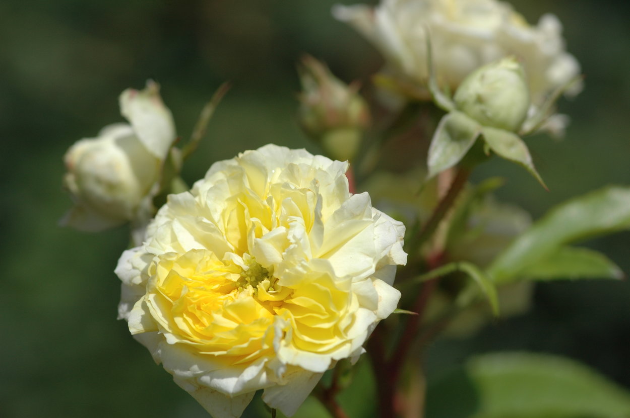 Rosier Yellow Button ® (Roses anglaises) - achat et vente de rosiers en ...