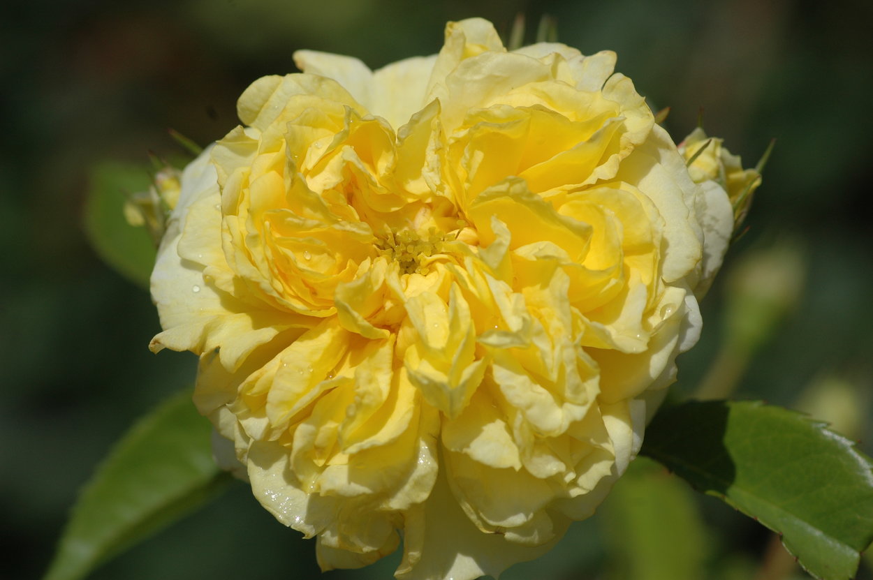 Rosier Yellow Button ® (Roses anglaises) - achat et vente de rosiers en ...