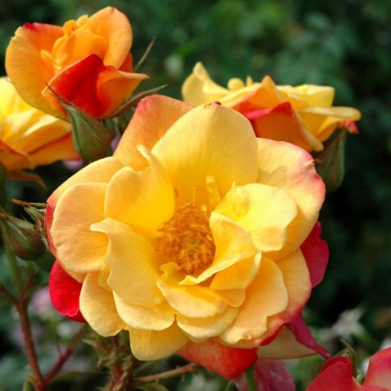 Josephs Coat Rose Variety
