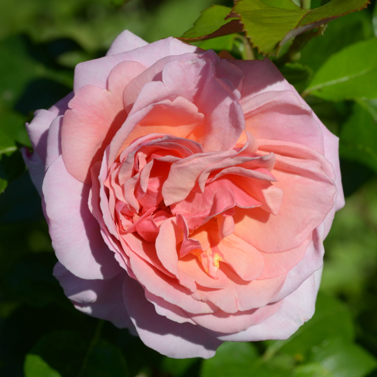 Kletterrose Stark Duftend Ofterbluhend