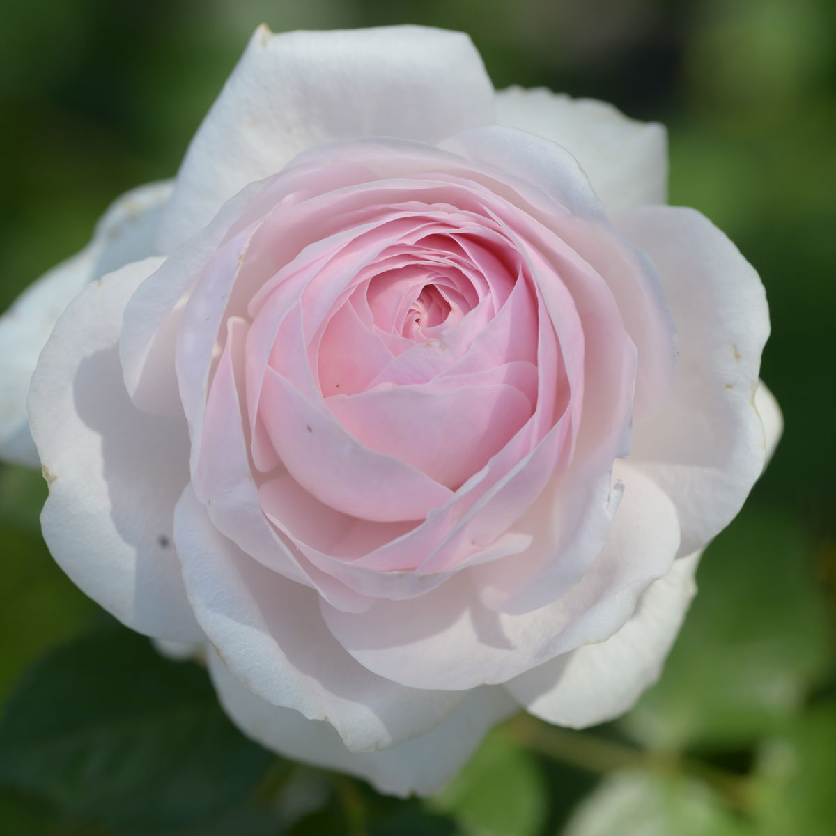 Olivia Rose Austin ® | Rose, zartrosa, 100 cm x 100 cm (David Austin ...
