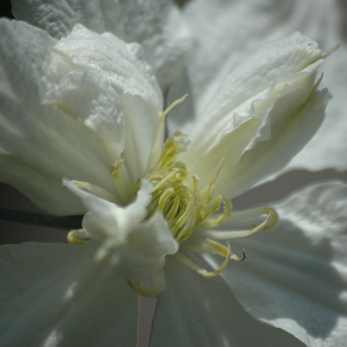 Clematis 'WHITE ARABELLA' online kaufen
