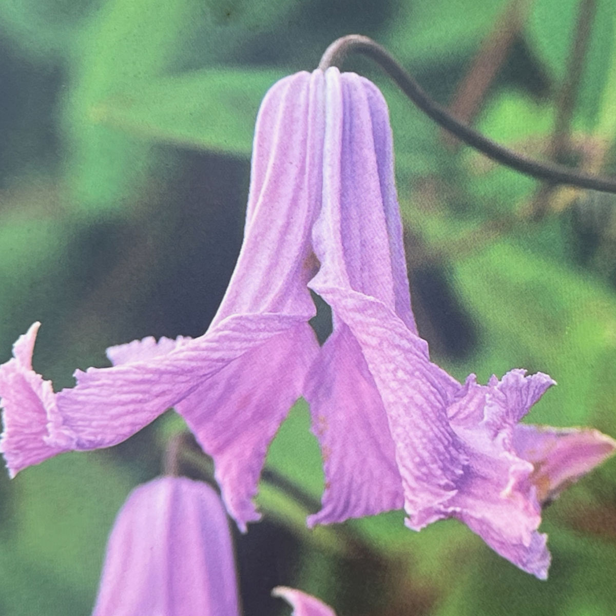 Clematis online kaufen: alle Waldreben / Clematis - Sorten im Clematis Shop