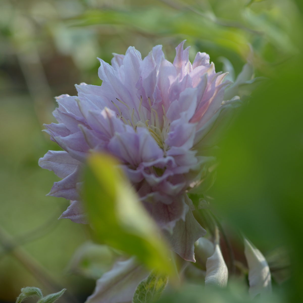 Violet Elizabeth | Clematis 'Violet Elizabeth' online kaufen