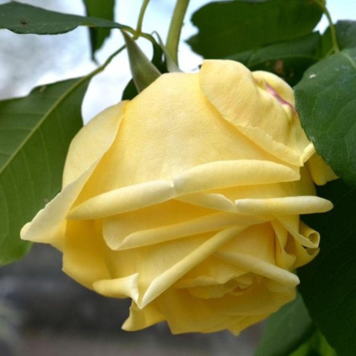 Maréchal Niel | Rose, , 4.5 m x 2.4 m (1864) | Rosa 'Maréchal Niel ...