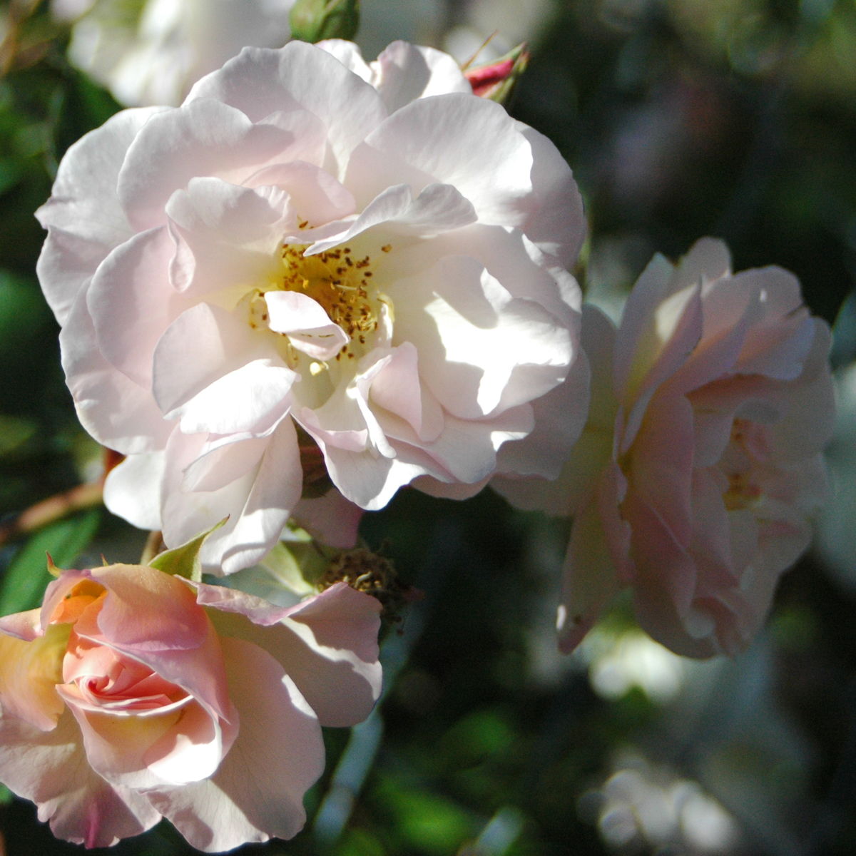 Penelope | Rose, apricot, ca. 150cm (Pemberton, 1924) | Rosa 'Penelope ...