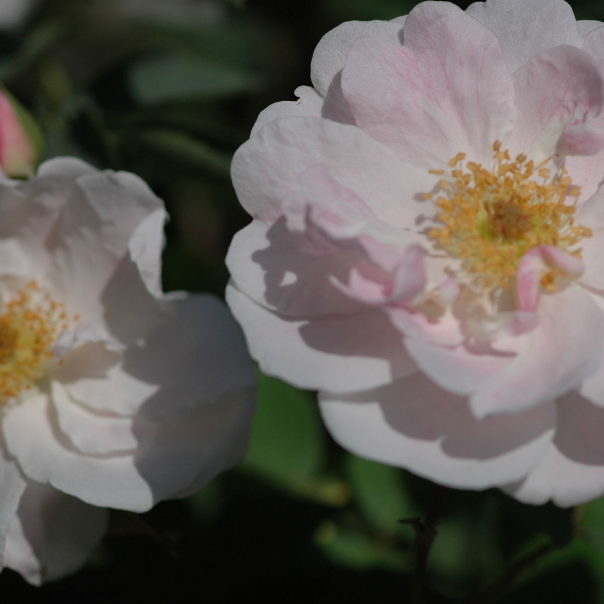 Ramblerrosen - einmal- und öfterblühende Rambler Rosen online kaufen