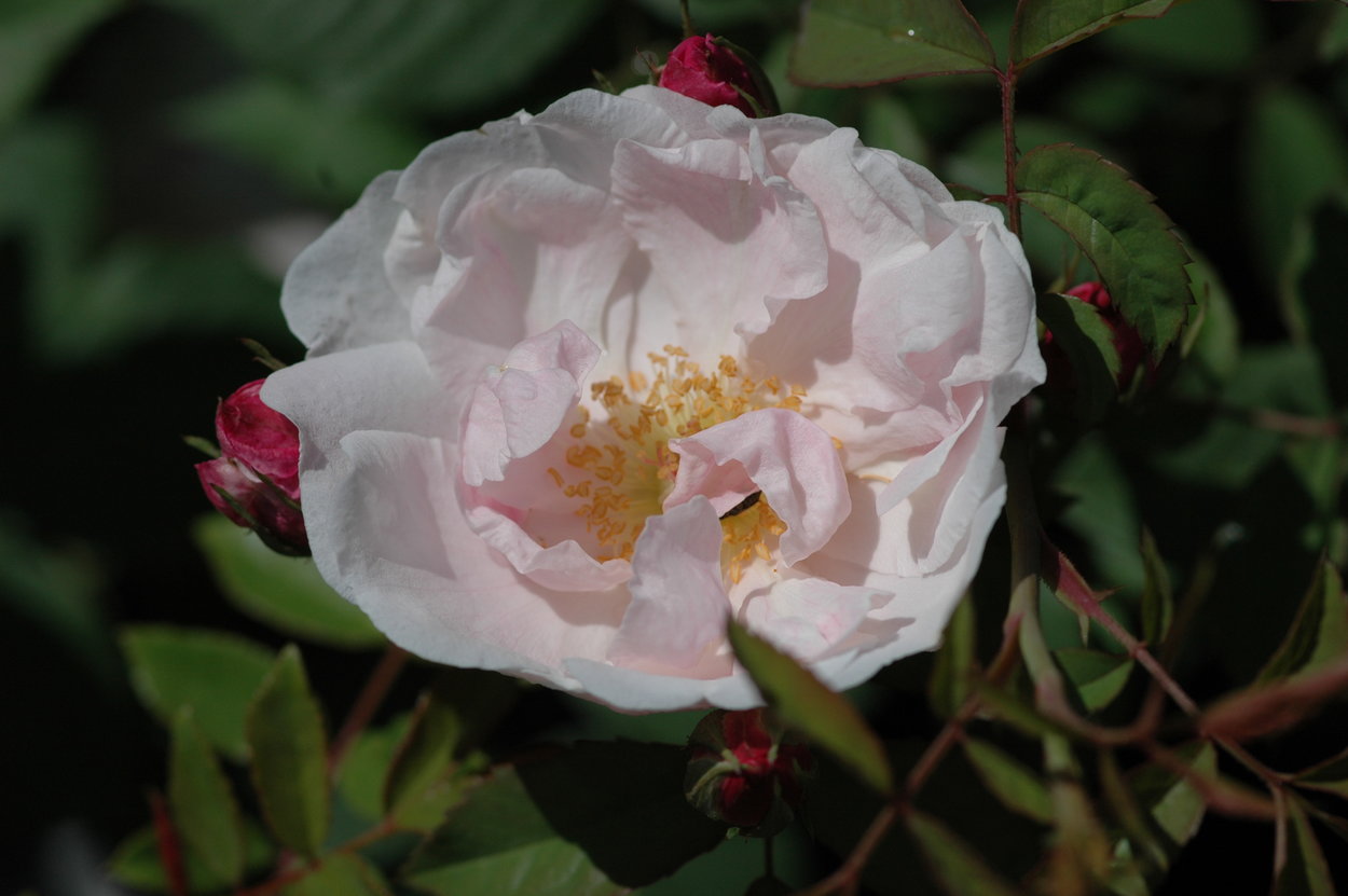 Ramblerrose Venusta Pendula _ Venusta Pendula Rambler – VNUMS