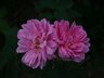 Salet | Rose, rosa, ca. 150cm (Lacharme 1854) | Rosa 'Salet' online ...