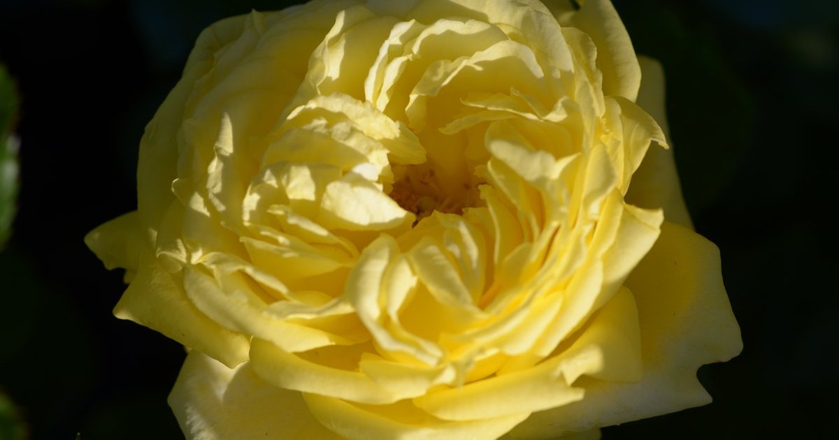 Mountbatten | Rose, gelb, 1.2 - 1.5 m x 0.75 - 1.2 m (Harkness, vor ...