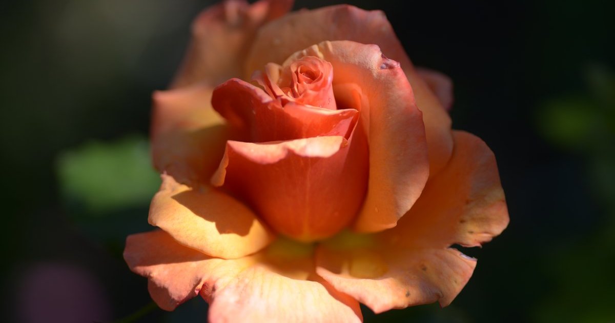 Remember Me | Rose, mehrfarbig, 0.9 m x 0.6 m (Anne G. Cocker, 1979 ...