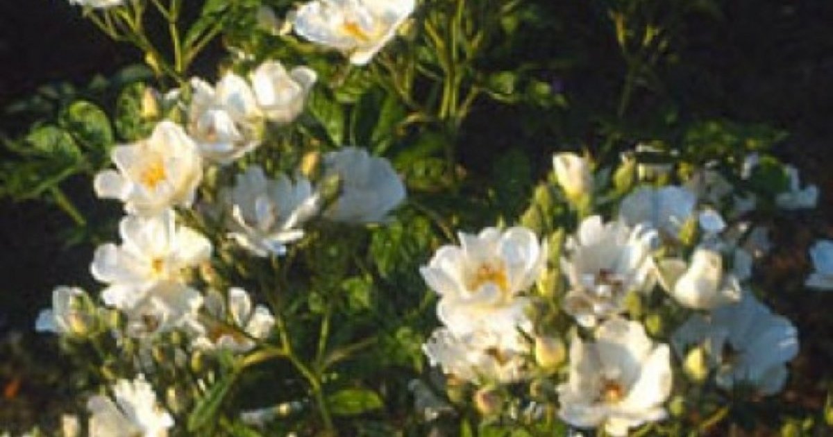 Thalia | Rose, weiß, 3.6 m x 2.4 m (Schmidt, 1895) | Rosa 'Thalia ...