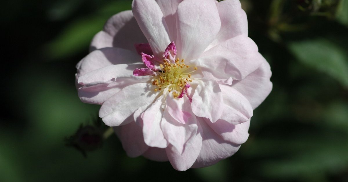 Narrow Water | Rose, rosa, 2.4 m x 1.8 m | Rosa 'Narrow Water' online ...