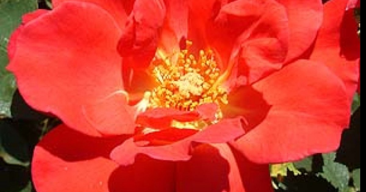 Firecracker | Rose, 0.6 m x 0.6 m (1956) | Rosa 'Firecracker' online ...