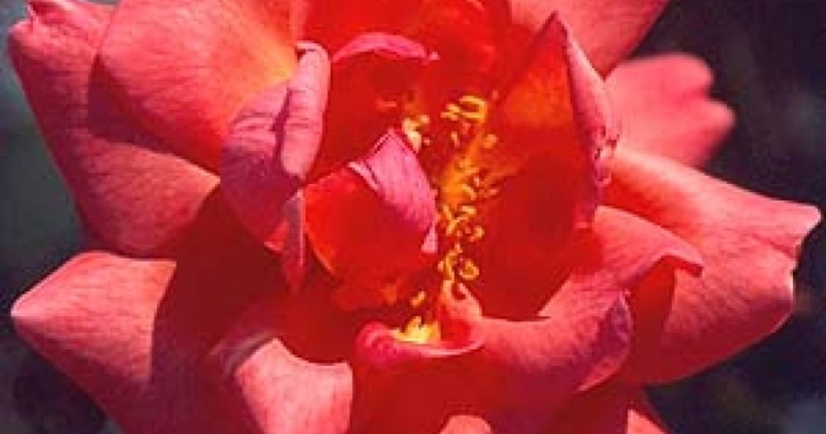 Jiminy Cricket | Rose, 0.9 m x 0.6 m | Rosa 'Jiminy Cricket' online ...