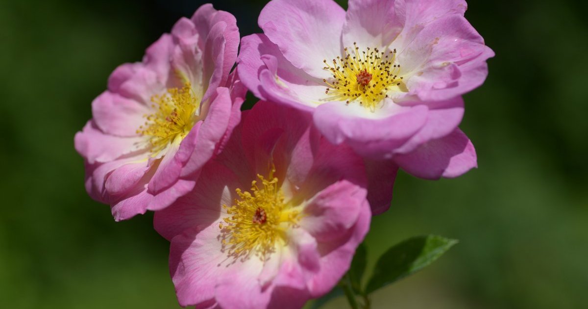 Escapade ® | Rose, intensiv rosa & violett, 0.9 m x 0.6 m (Harkness ...