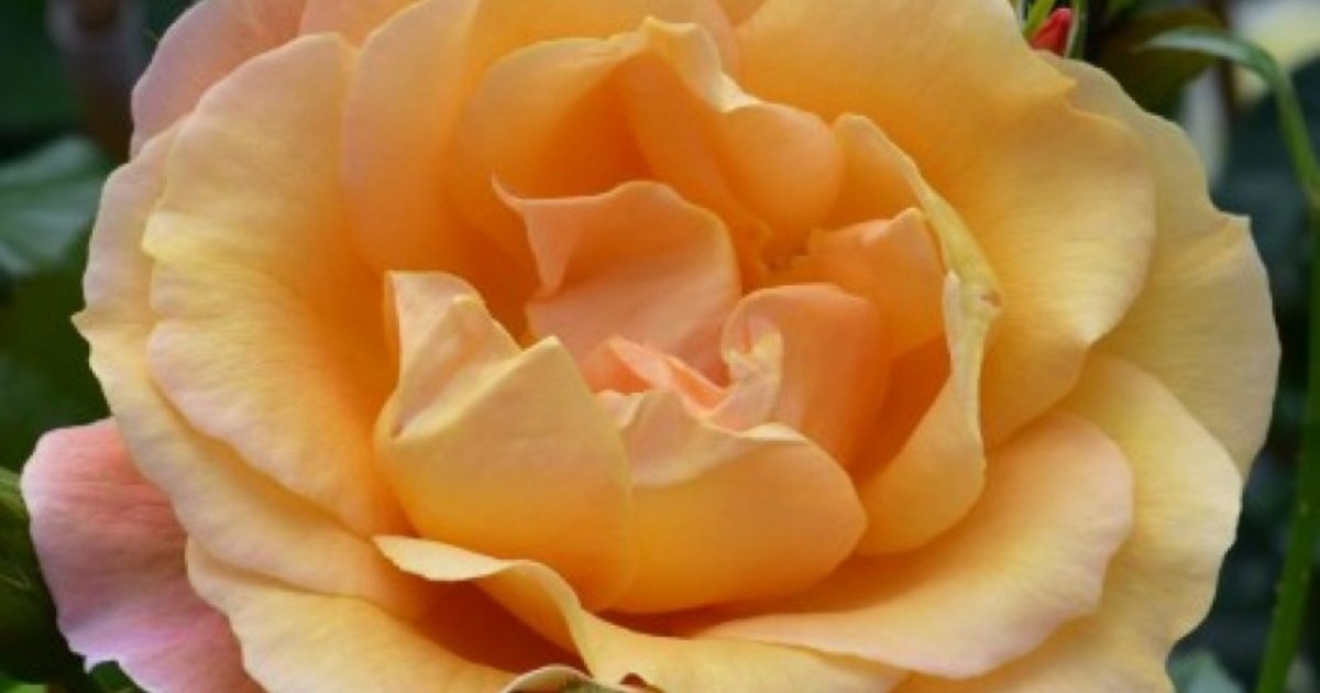 Southampton | Rose, apricot, 0.9 m x 0.6 m (Harkness, 1972) | Rosa ...