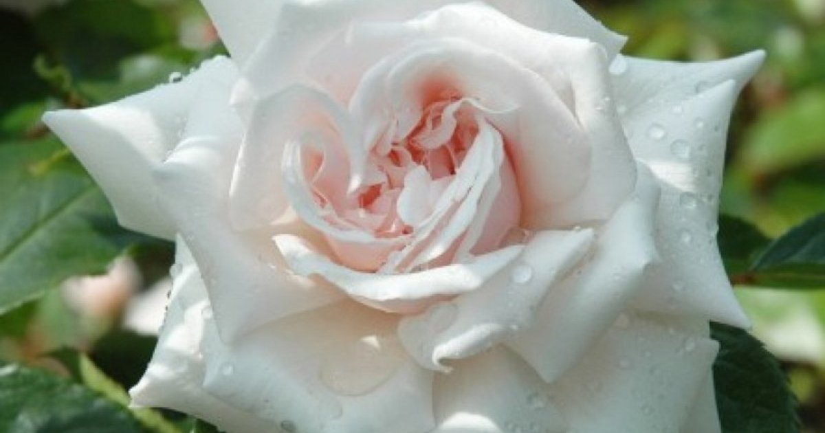 Beatrix Potter | Rose, zartrosa, 1,20m x 1,00m (Peter Beales, 2010 ...