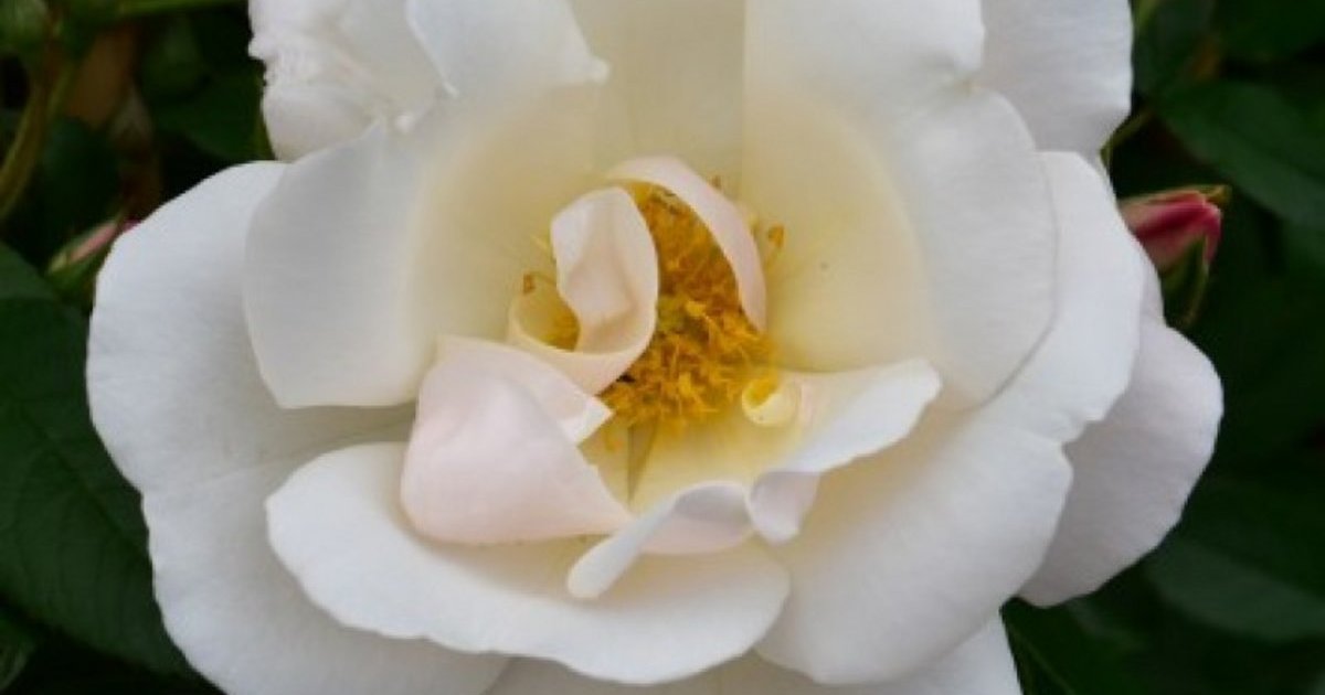 Friendship of Strangers | Rose, weiß, 3,00m x 2,00m (2011) | Rosa ...