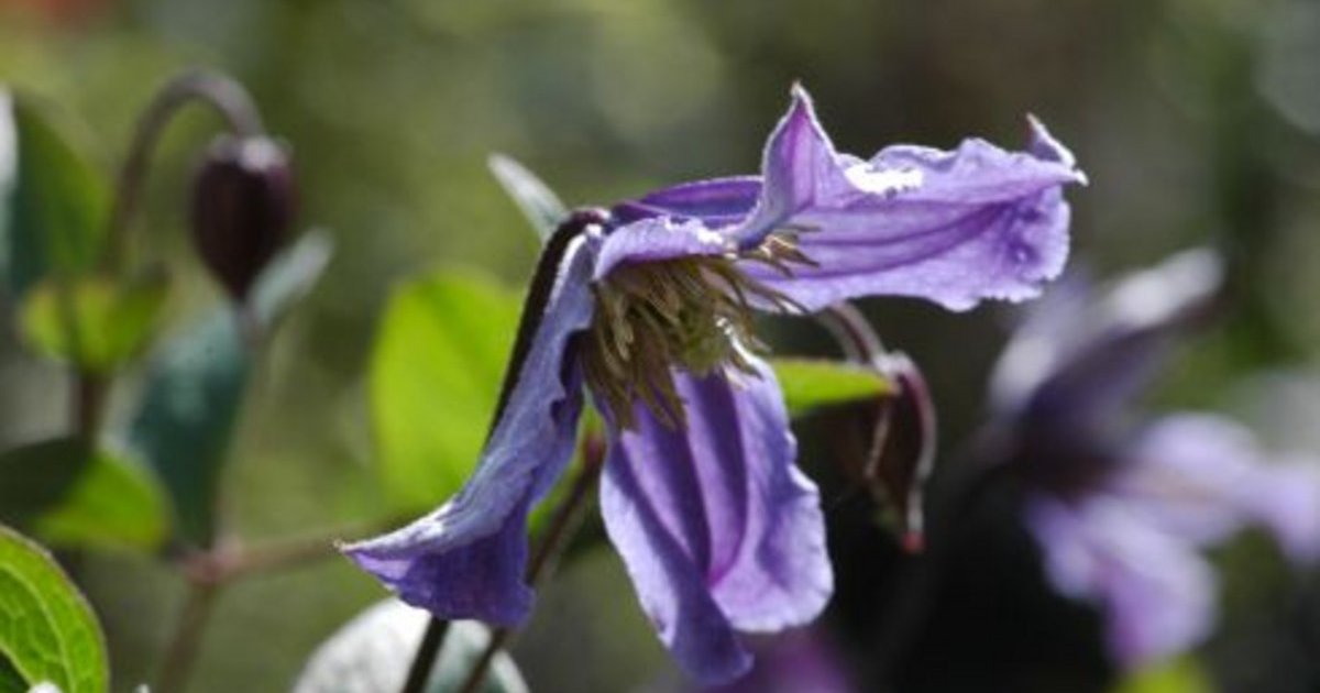 Blue Boy | Clematis 'Blue Boy' online kaufen