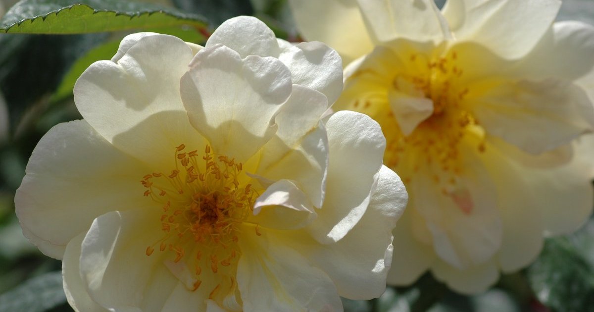 Daybreak | Rose, gelb, ca. 120cm (Pemberton 1918) | Rosa 'Daybreak ...