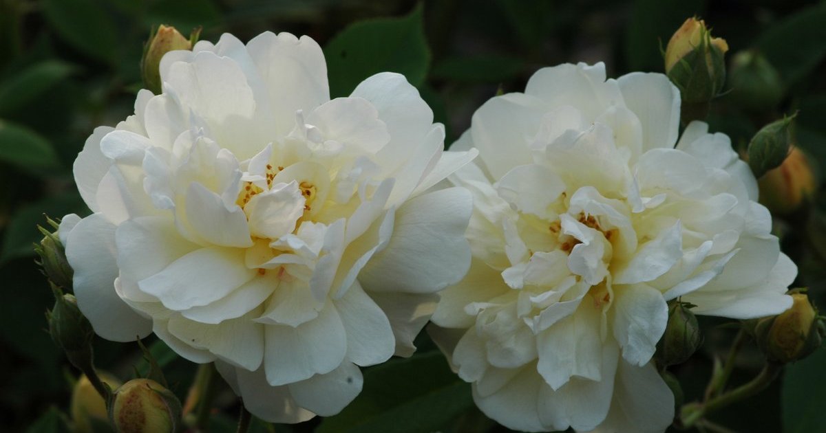 Thisbe | Rose, gelb, ca. 120cm (Pemberton 1918) | Rosa 'Thisbe' online ...