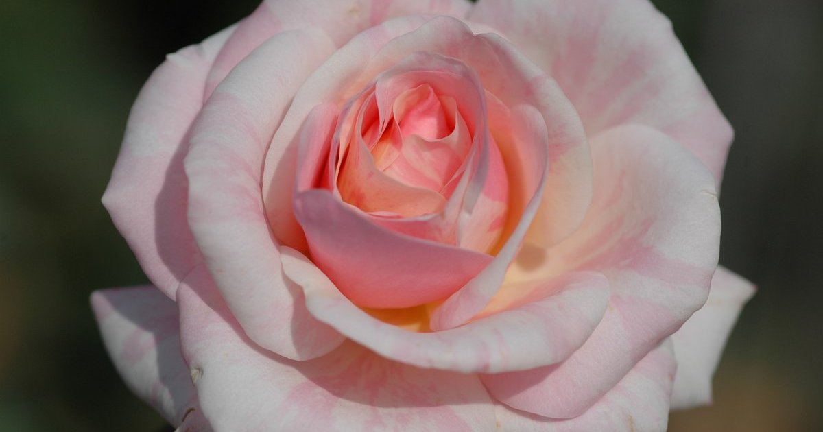 Billet doux ® | Rose, rosa, bis 200cm (Delbard, 2010) | Rosa 'Billet ...