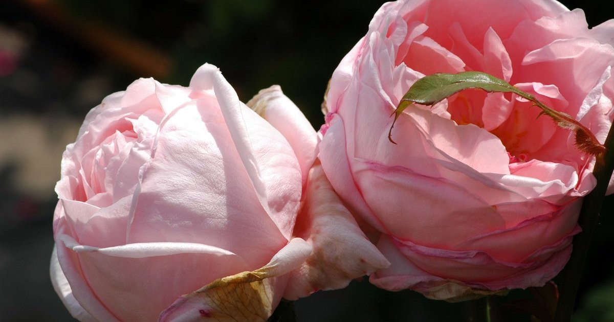 Nahéma ® | Rose, rosa, ca. 350cm (Delbard, 1991 / 2006) | Rosa 'Nahéma ...