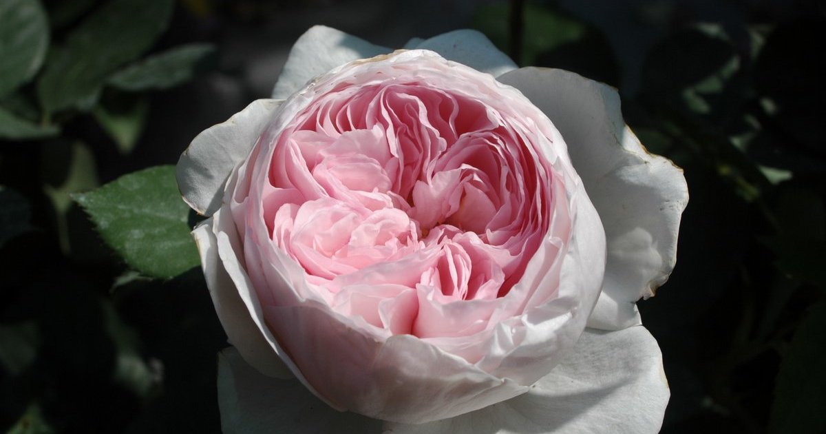 Geoff Hamilton ® | Rose, zartrosa, ca. 150cm (David Austin, 1997 ...