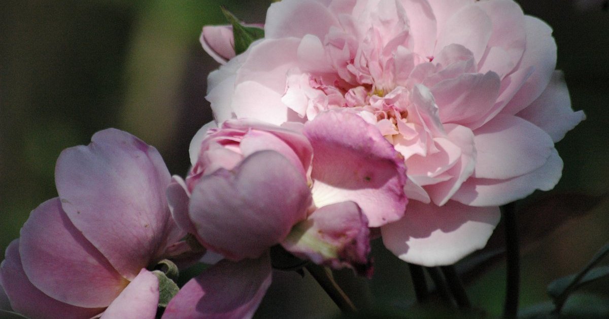 Mortimer Sackler ® | Rose, rosa, ca. 150 cm (David Austin, 2002) | Rosa ...