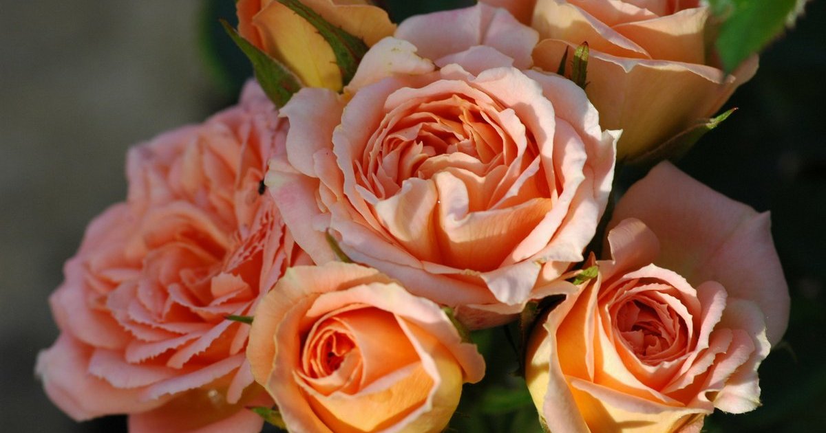 Sweet Dream ® | Rose, apricot, ca. 45cm (Fryer, 1987) | Rosa 'Sweet ...