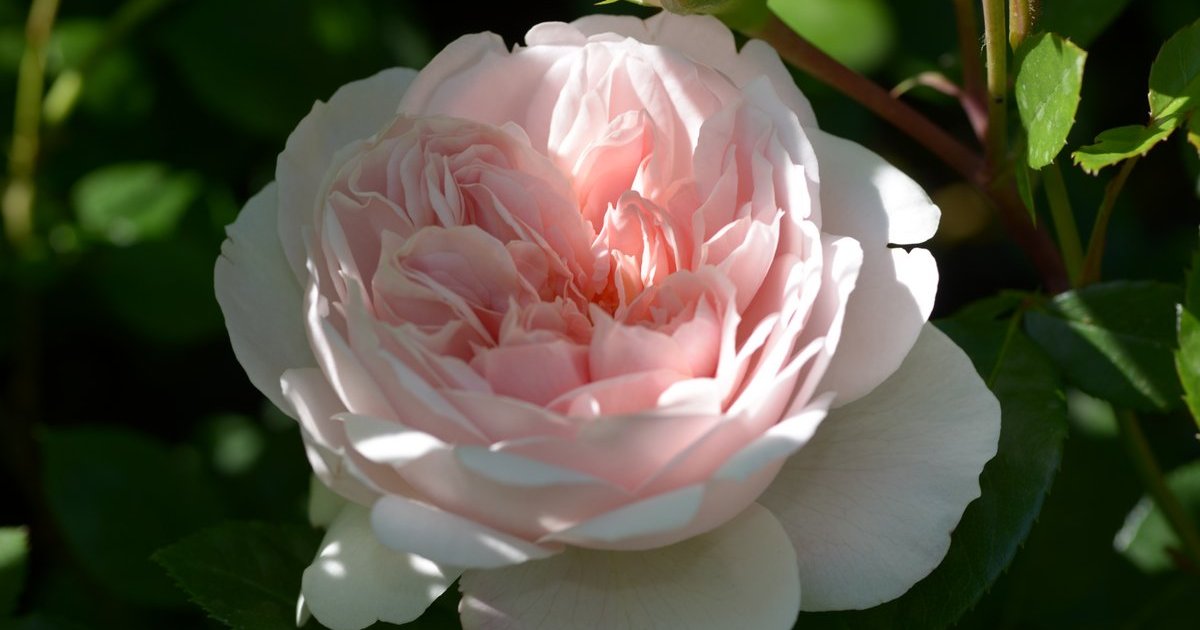 Wildeve ® | Rose, apricot, ca. 100cm (D. Austin 2003) | Rosa 'Wildeve ...