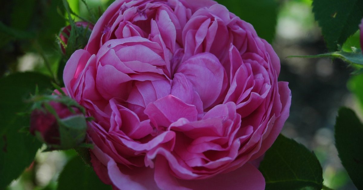 Sidonie | Rose, rosa, 100-150cm (Vibert 1847) | Rosa 'Sidonie' online ...