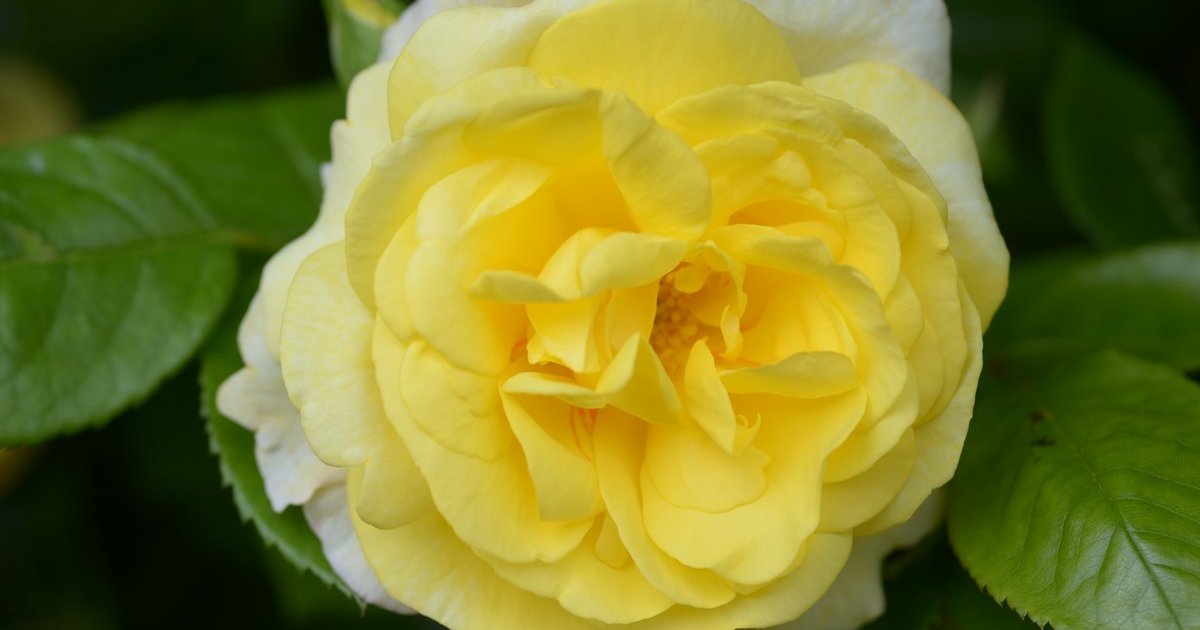 Chinatown ® | Rose, gelb, 120 - 180cm (Poulsen, 1963 (Columbine x Cläre ...