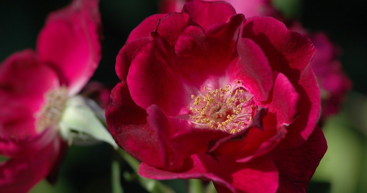 Night Owl ® | Rose, purpur, bis 300 cm (Carruth, 2005) | Rosa 'Night ...