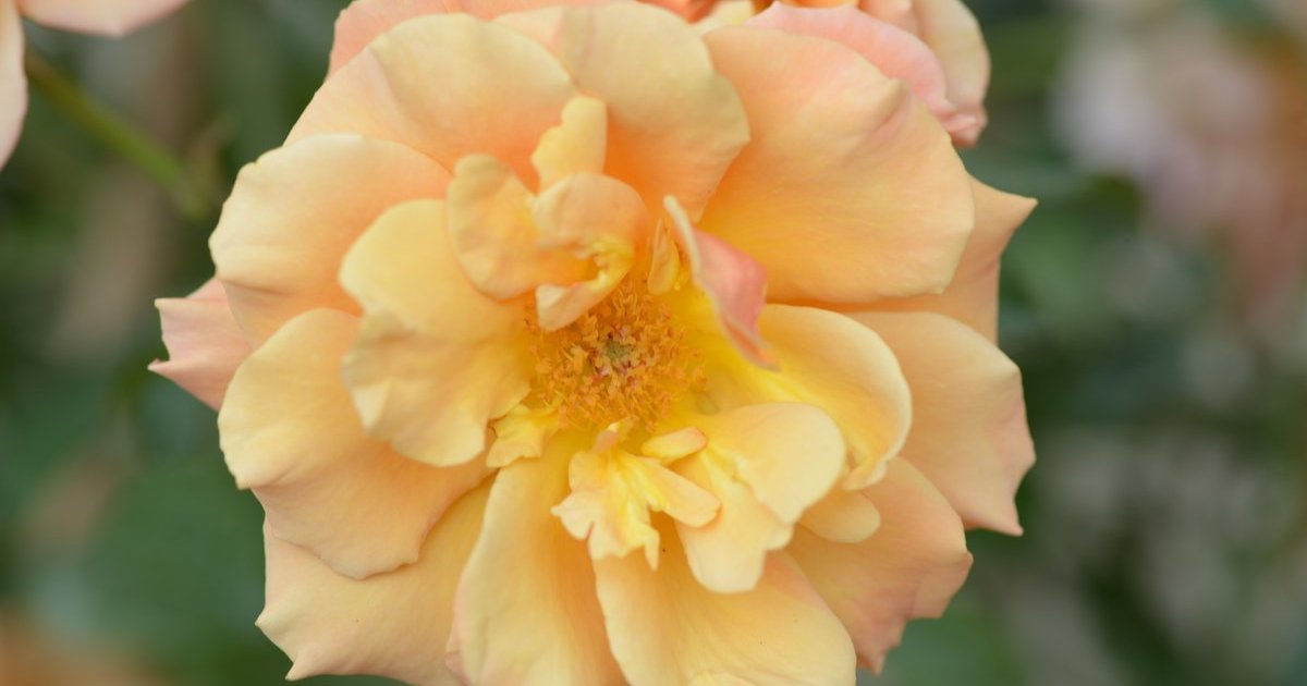 Pumpkin Patch ® | Rose, orange, 75 - 90 cm (2008) | Rosa 'Pumpkin Patch ...