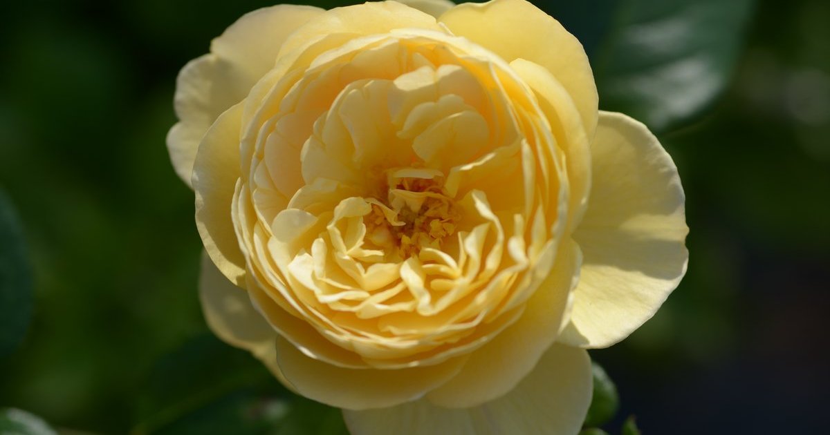 Gene Tierney ® | Rose, gelb, 100 cm (Massad, vor 2006) | Rosa 'Gene ...