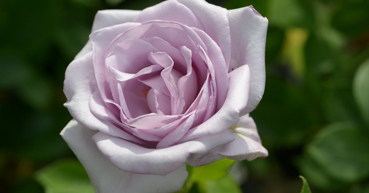 Mamy Blue ® | Rose, blau & mauve, 80 - 100 cm (Delbard, 1984) | Rosa ...