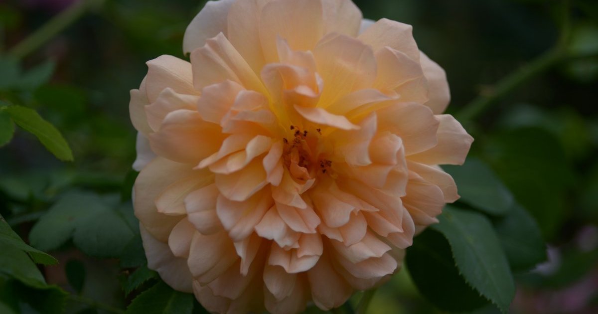 Dame Judi Dench ® | Rose, apricot, 1.1 m x 1.25 m (David Austin, 2017 ...