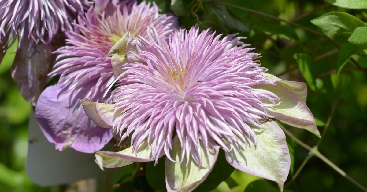 Kaiser | Clematis 'Kaiser' online kaufen